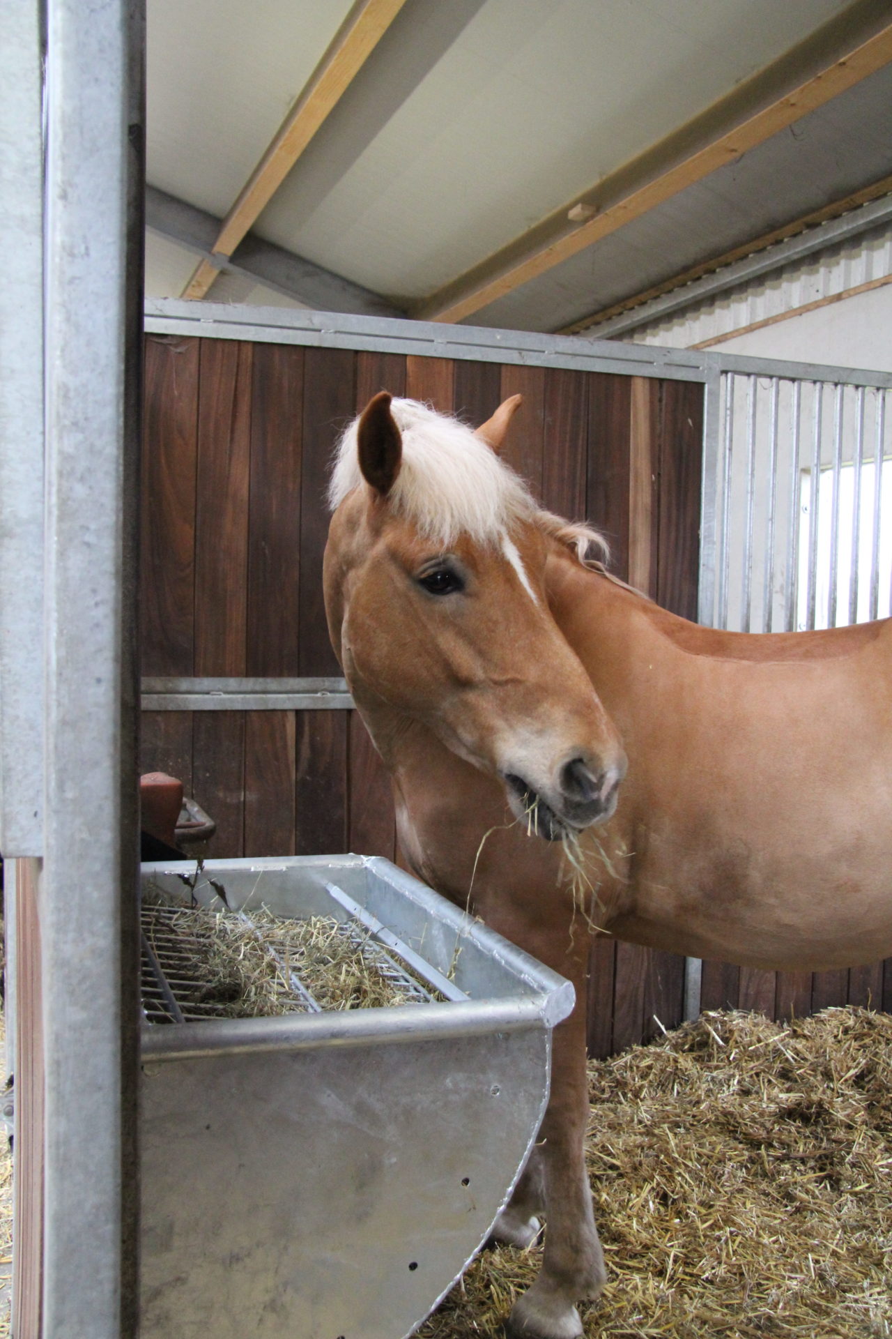 Pferdeboxen: Ein Zuhause für Ihr geliebtes Pferd gestalten | Growi Blog